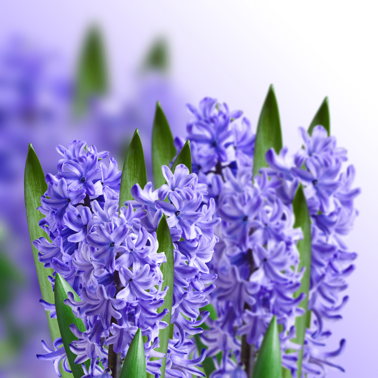 How to grow Hyacinths? The ultimate growing guide for Hyacinths ...
