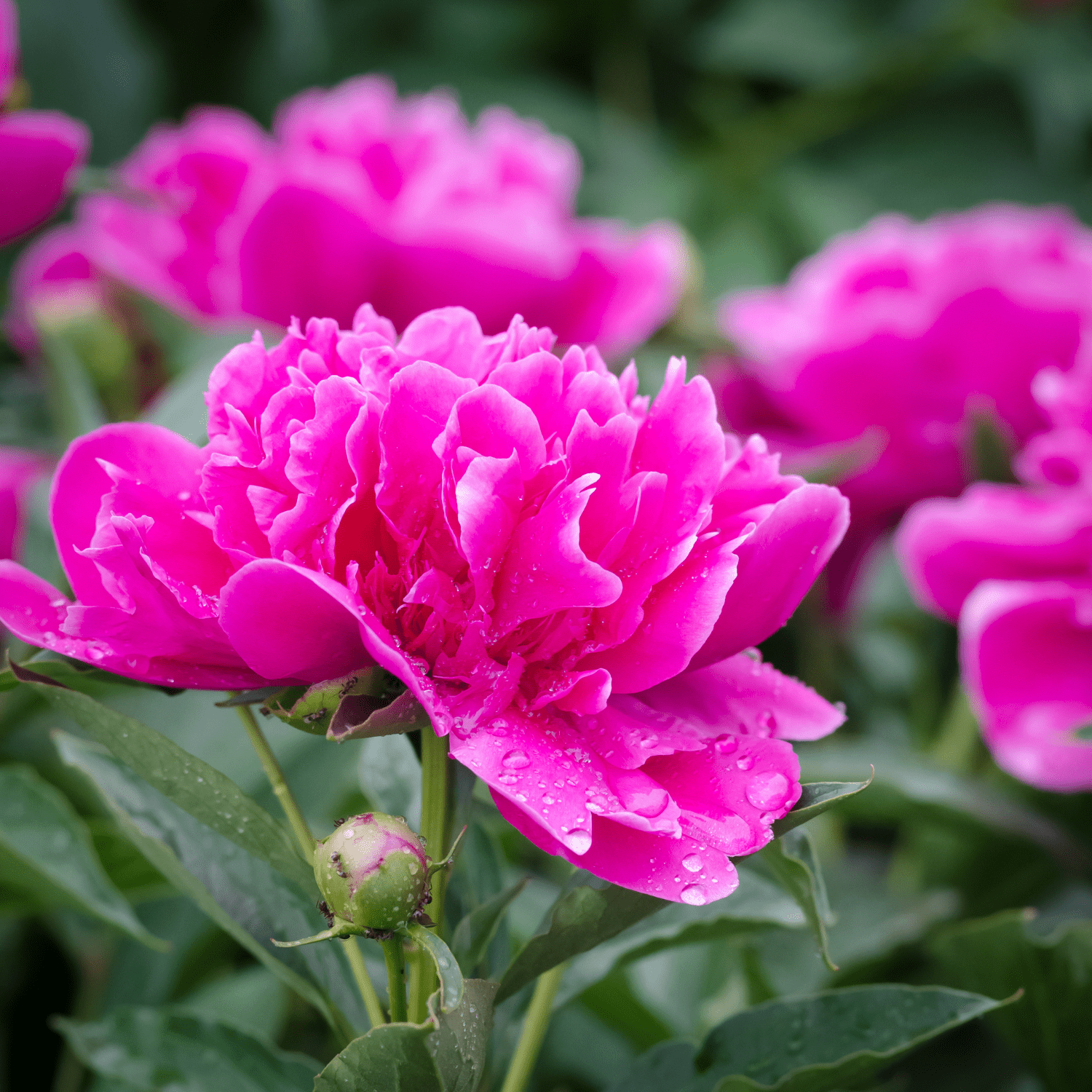 How to care for Peonies? - The ultimate caring guide for Peonies ...