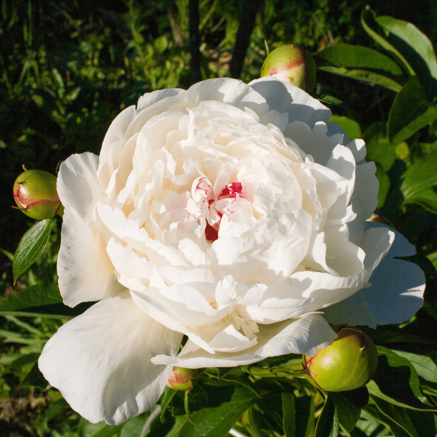The ultimate guide to planting, growing, and caring for your Peonies ...