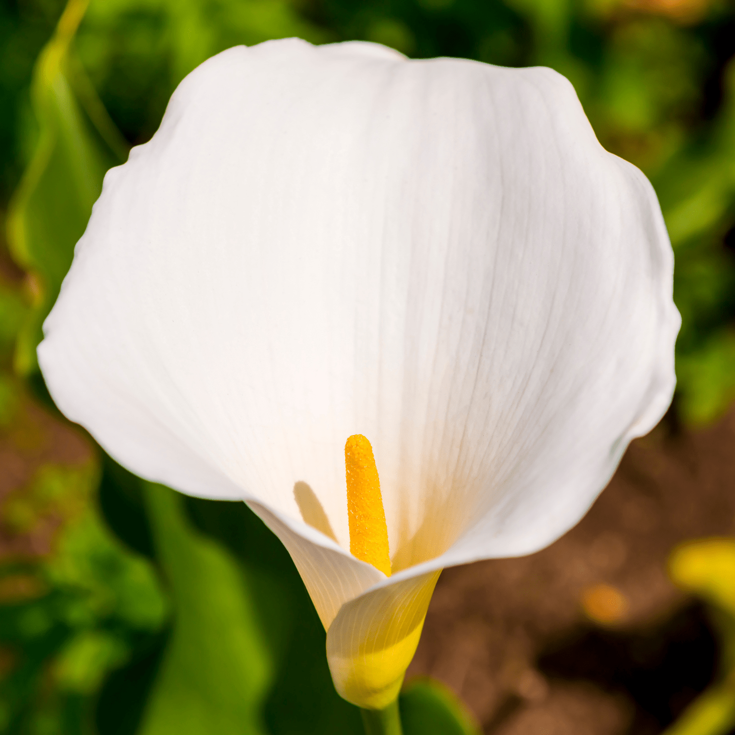 How to plant Callas? - The ultimate planting guide for Callas ...