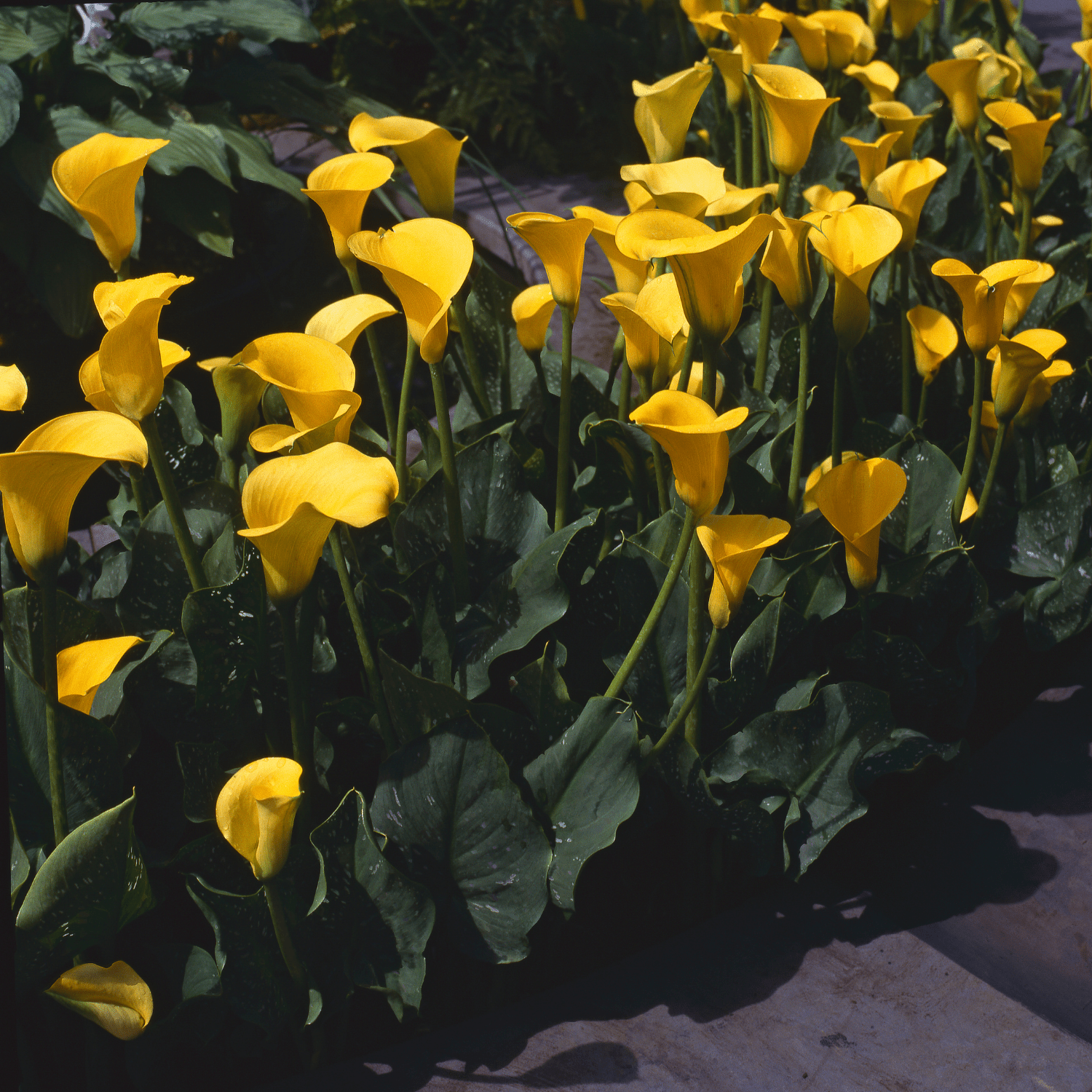 How to grow Callas? - The ultimate growing guide for Callas ...