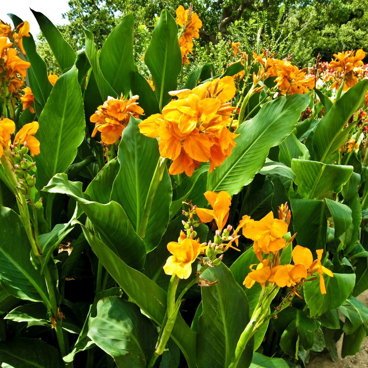 How to plant Cannas? - The ultimate planting guide for Cannas ...