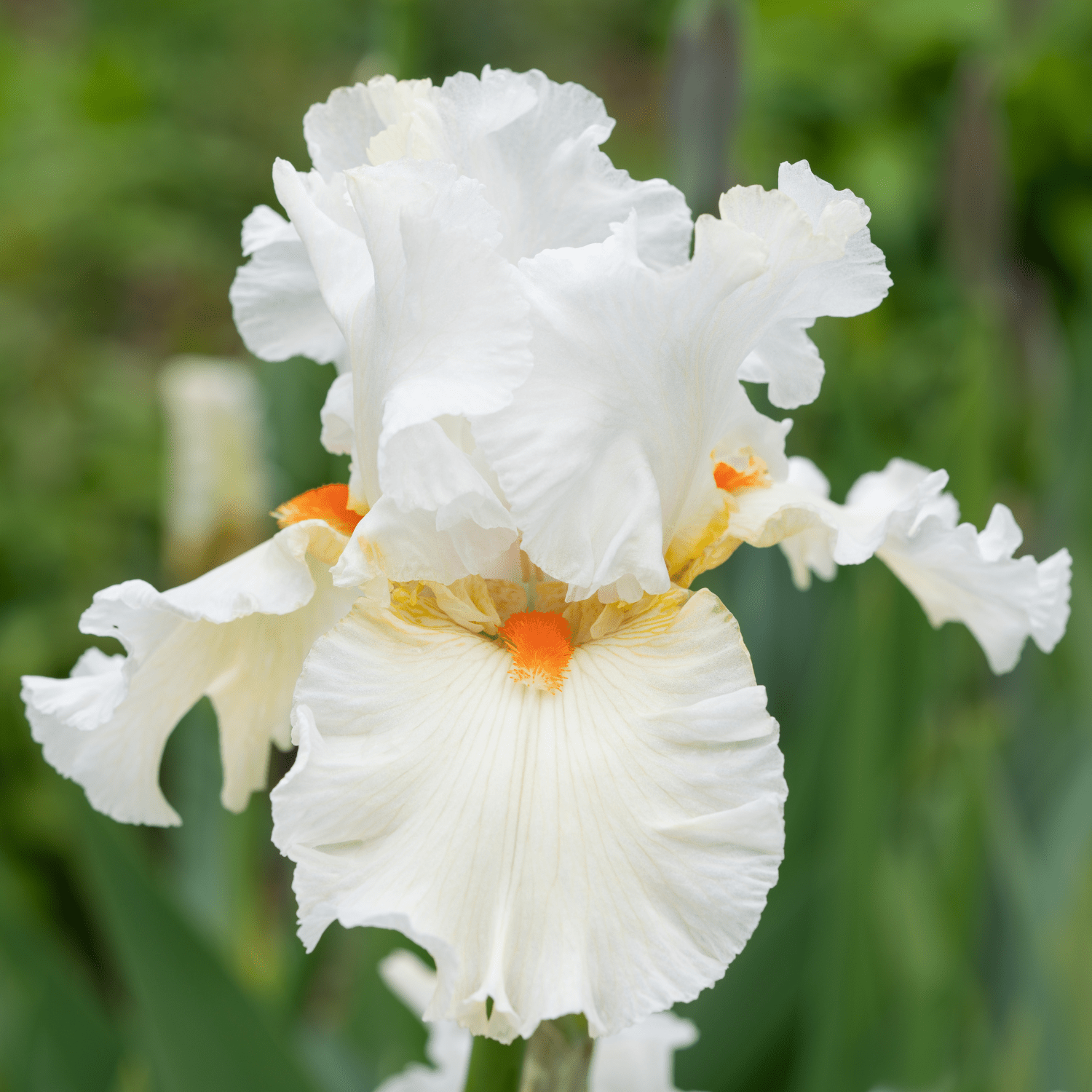 How to plant Irises? - The ultimate planting guide for Iris ...