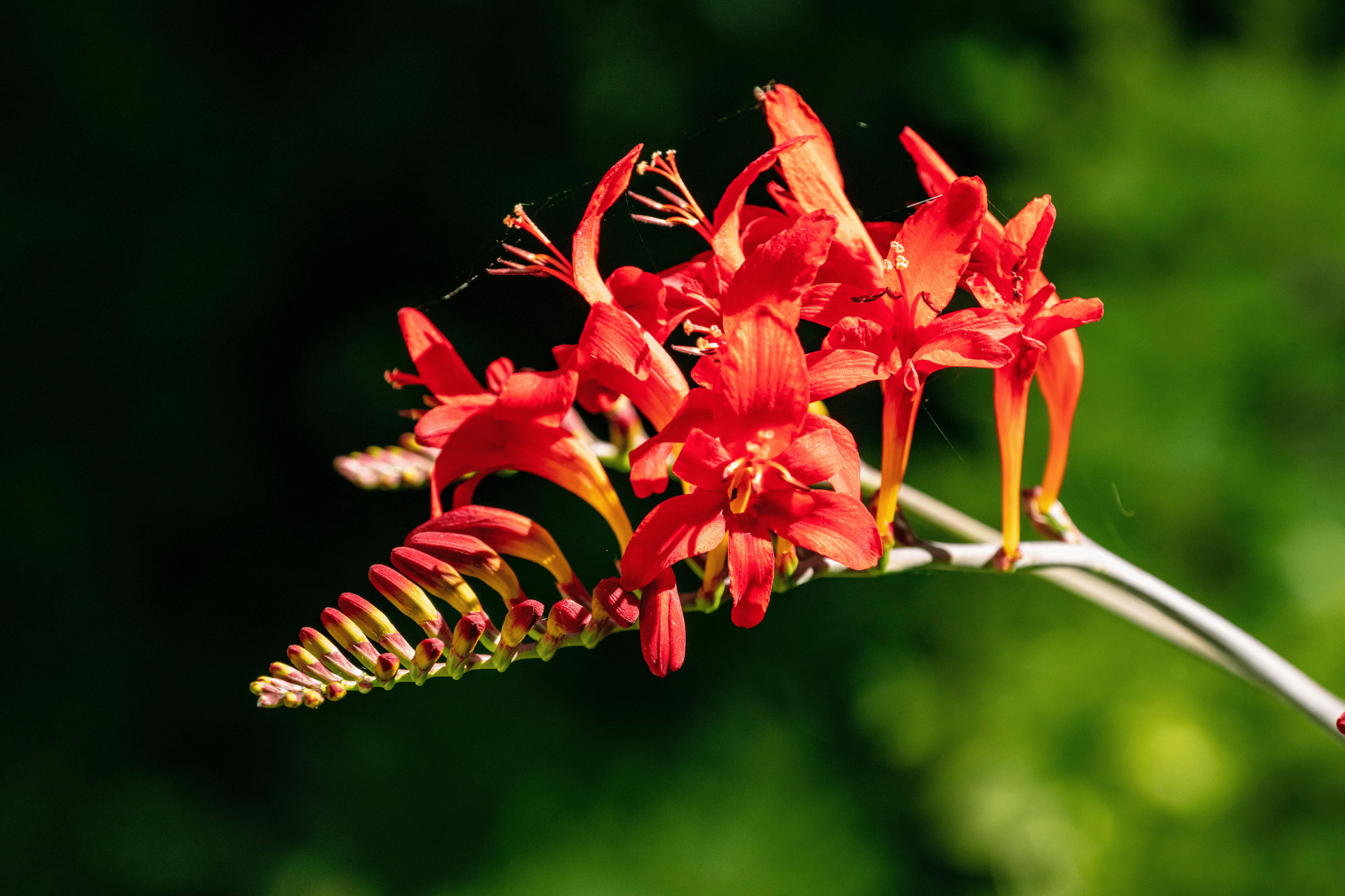 How to care for Crocosmias? The ultimate caring guide for Crocosmia ...