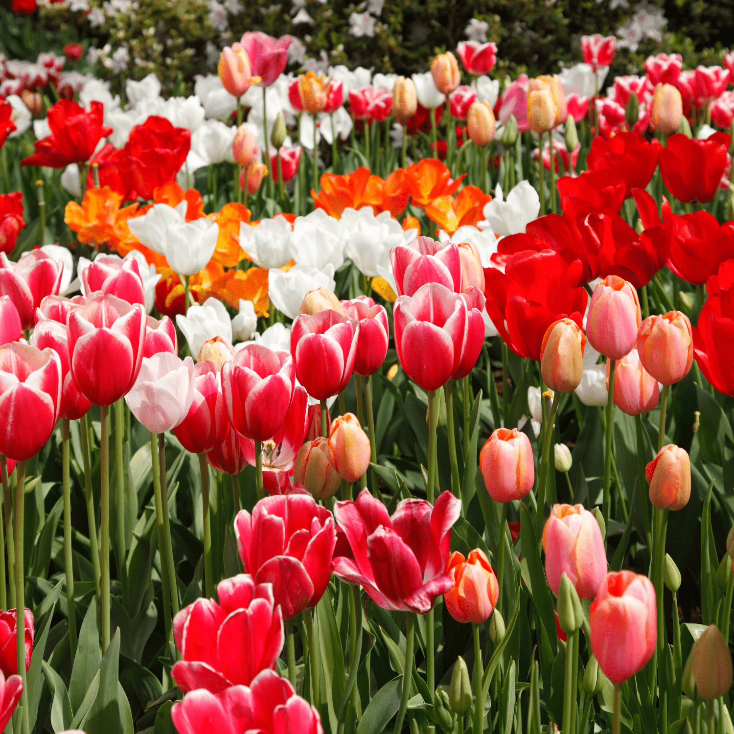 How to plant Tulips? - The ultimate planting guide for Tulips ...