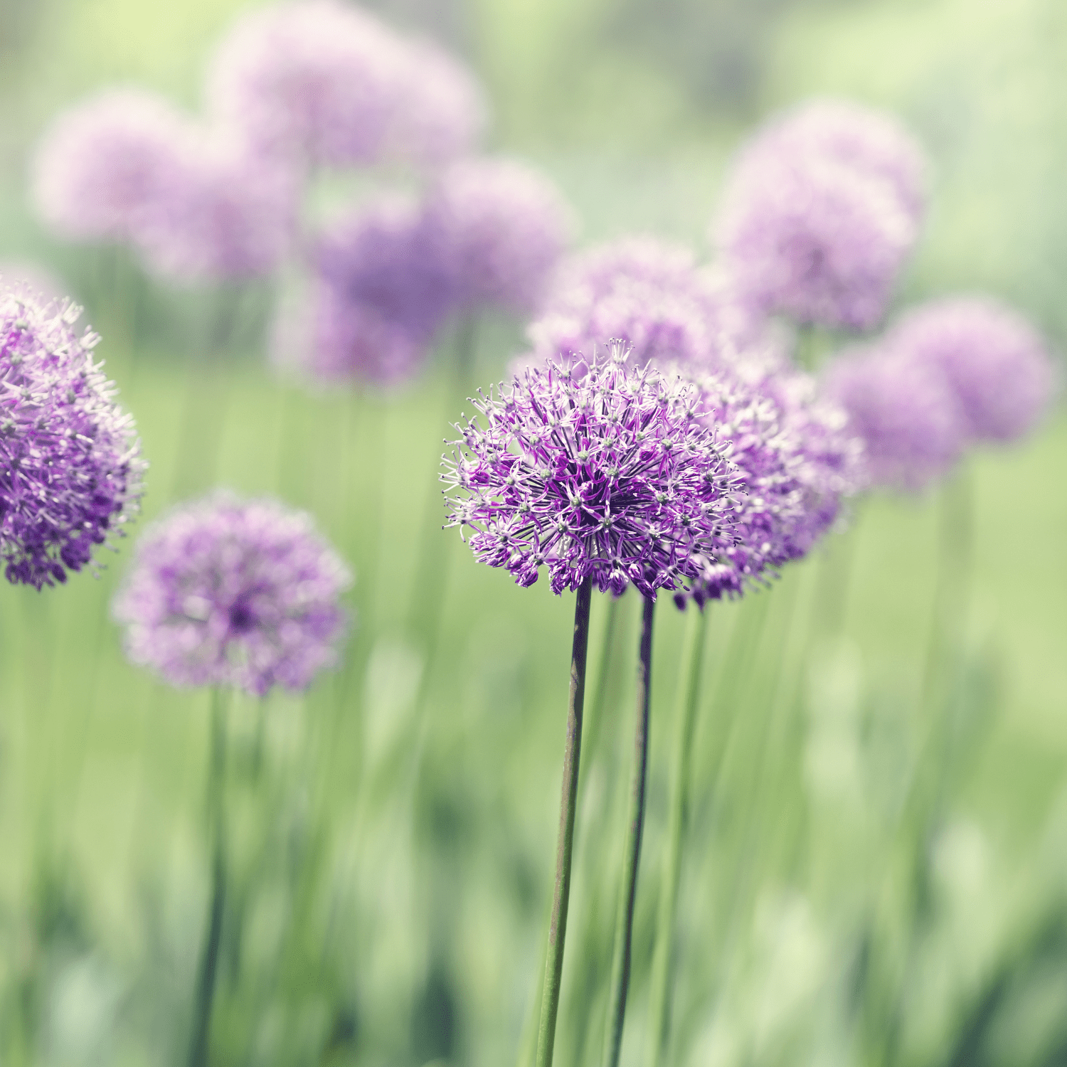 The ultimate guide to planting, growing, and caring for your Alliums ...