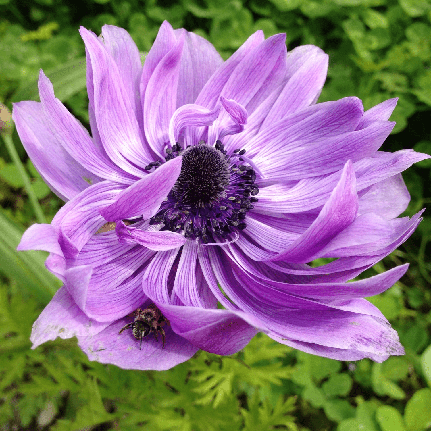How to care for Anemones? - The ultimate caring guide for Anemones ...