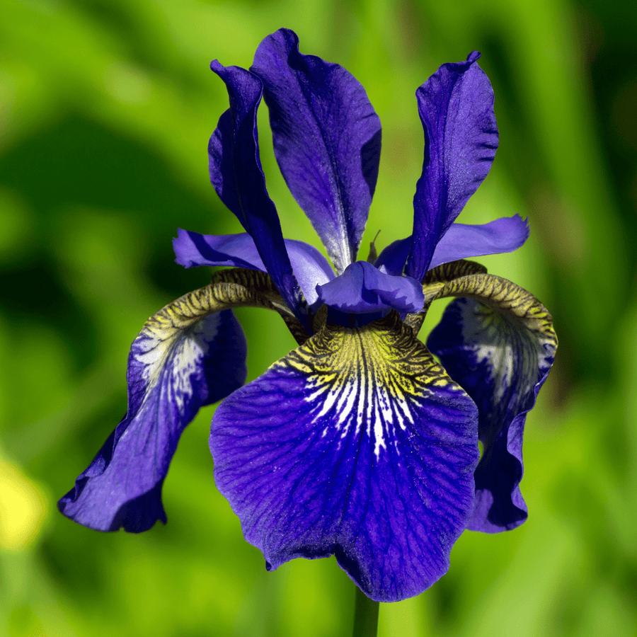 How to grow Irises? - The ultimate growing guide for Iris ...