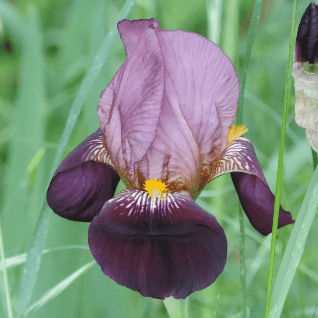 How to care for Irises? - The ultimate caring guide for Iris ...