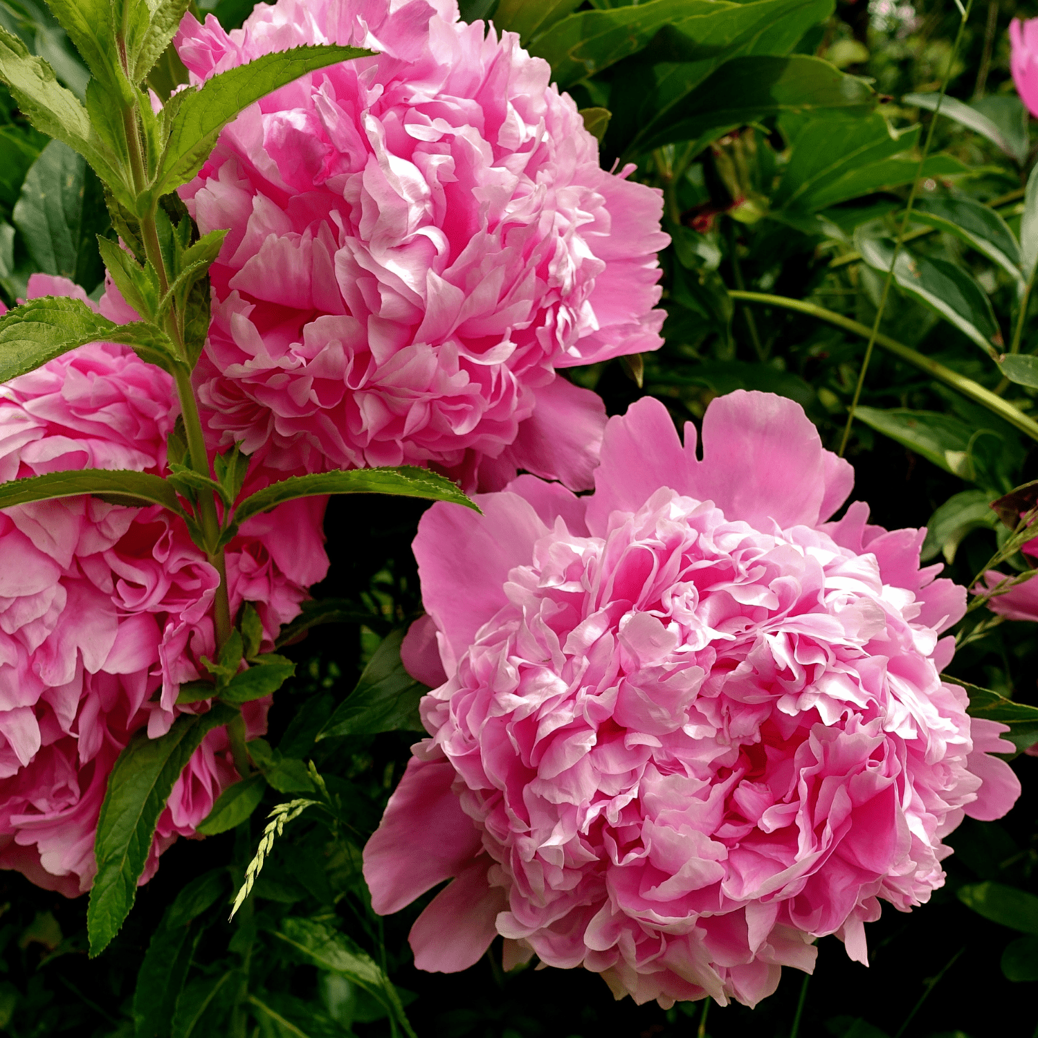 How to grow Peonies? - The ultimate growing guide for Peonies ...