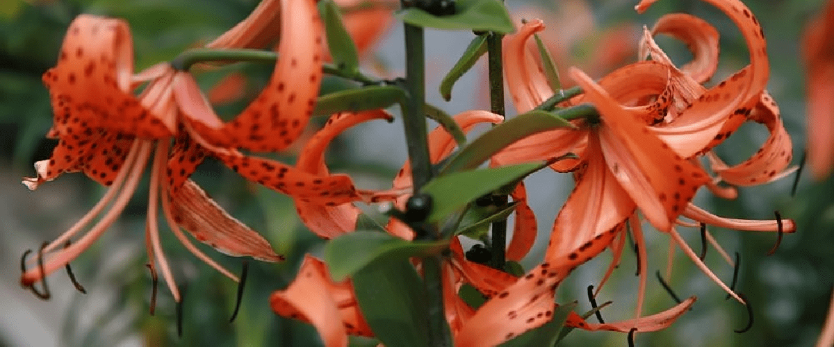 Tiger Lilies – tagged "Summer" – dutchflowerbulbs.com