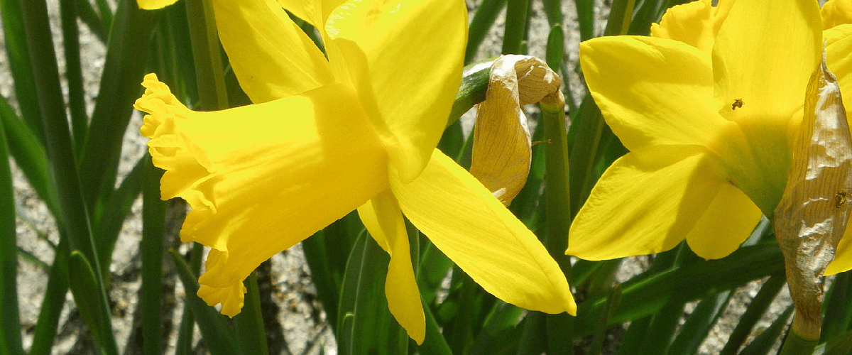 Large Cupped Daffodils – dutchflowerbulbs.com
