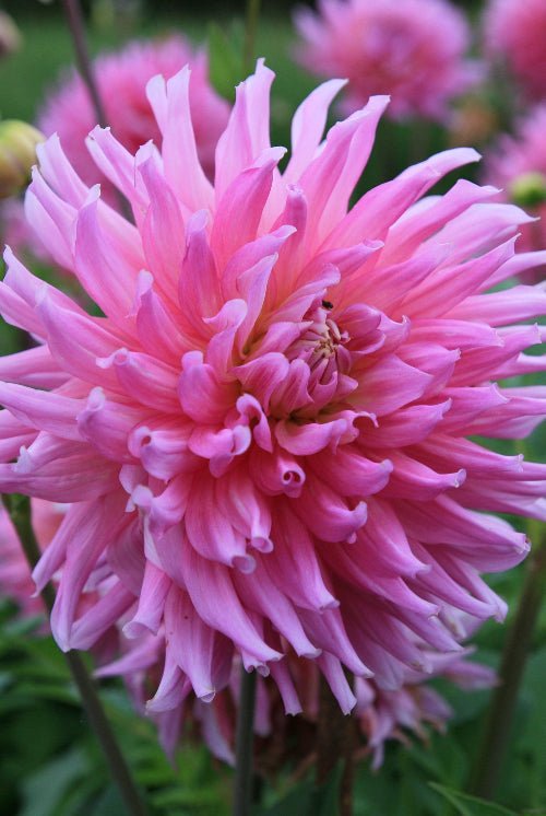 DutchFlowerBulbs | Buy your Dutch flower bulbs online ...
