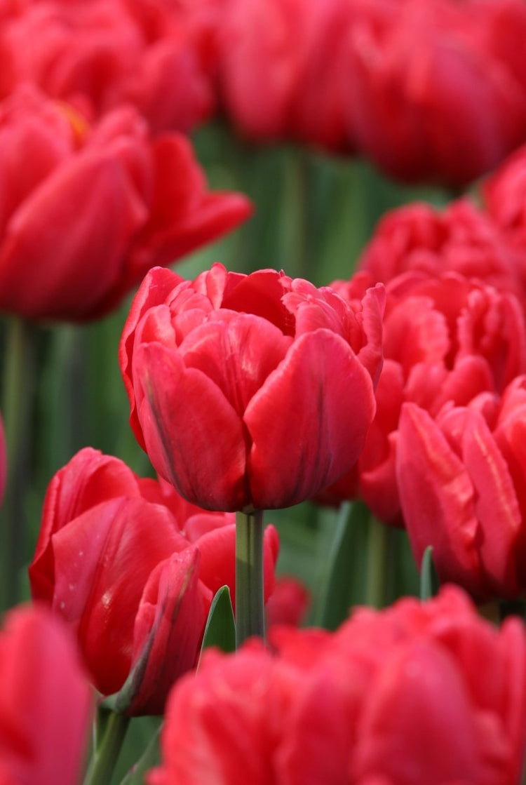 Foxtrot - Tulip Bulbs | DutchFlowerBulbs – dutchflowerbulbs.com