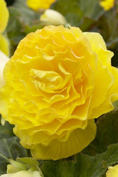 Double Begonia Yellow - Begonia Bulbs | DutchFlowerBulbs ...