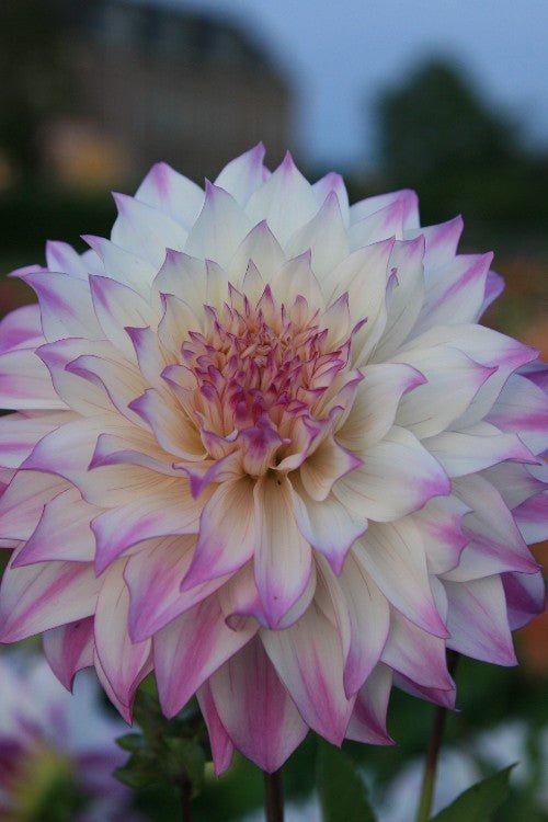 Ferncliff Illusion Dahlia Bulbs Dutchflowerbulbs